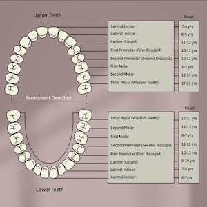 Permanent Dentition, Teeth, Tooth, Dental, Dentistry , Dentalschool ...