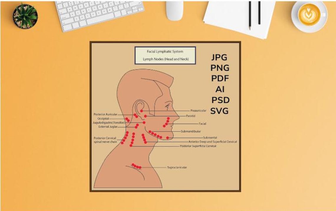 Face Lymph Nodes, Neck Lymphatic System, Anatomy Vector Design, Dental ...
