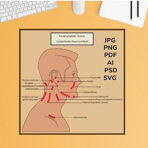Face Lymph Nodes, Neck Lymphatic System, Anatomy Vector Design, Dental ...