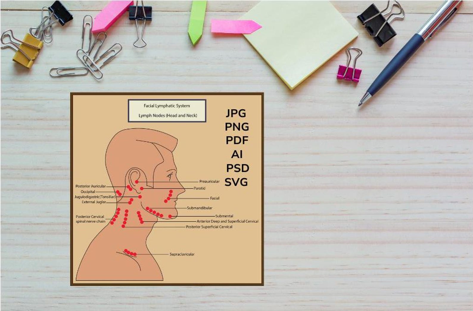 Face Lymph Nodes, Neck Lymphatic System, Anatomy Vector Design, Dental ...
