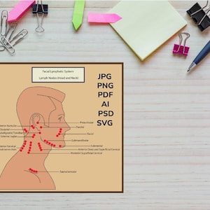 Face Lymph Nodes, Neck Lymphatic System, Anatomy Vector Design, Dental ...