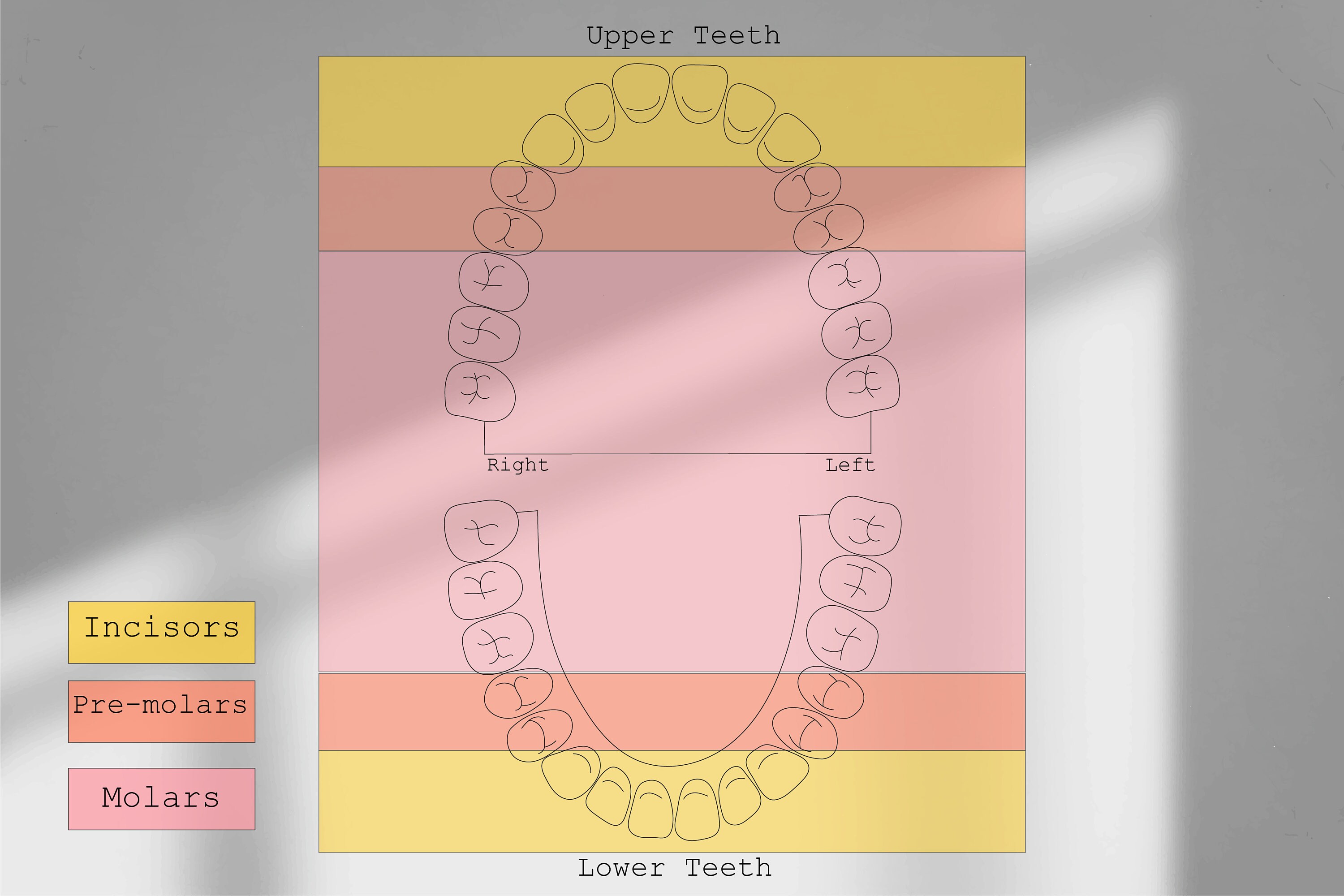 Tooth Numbering System Diagram Svg Pdf Png Ai Teeth Dental Etsy Hong Kong