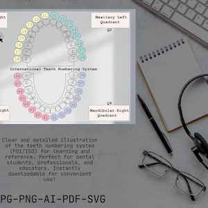 Teeth Numbering System Vector Illustration in Png, Svg, Pdf, AI, Prints ...