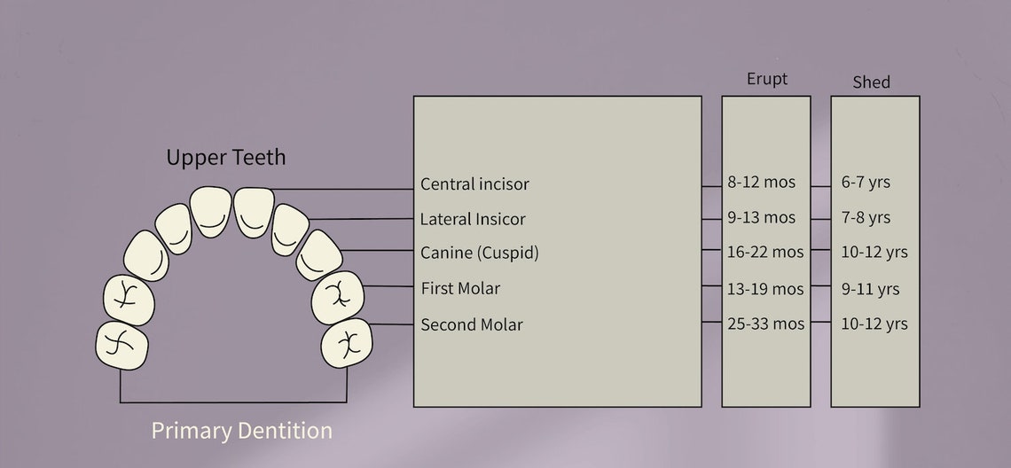 Primary Teeth Eruption Age Illustration, Teeth Png, Babytooth Shed Age ...