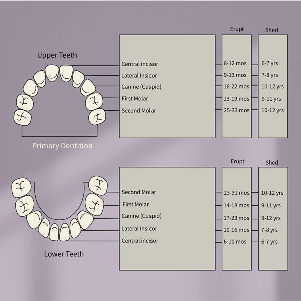 Baby Teeth Shed Age - Etsy