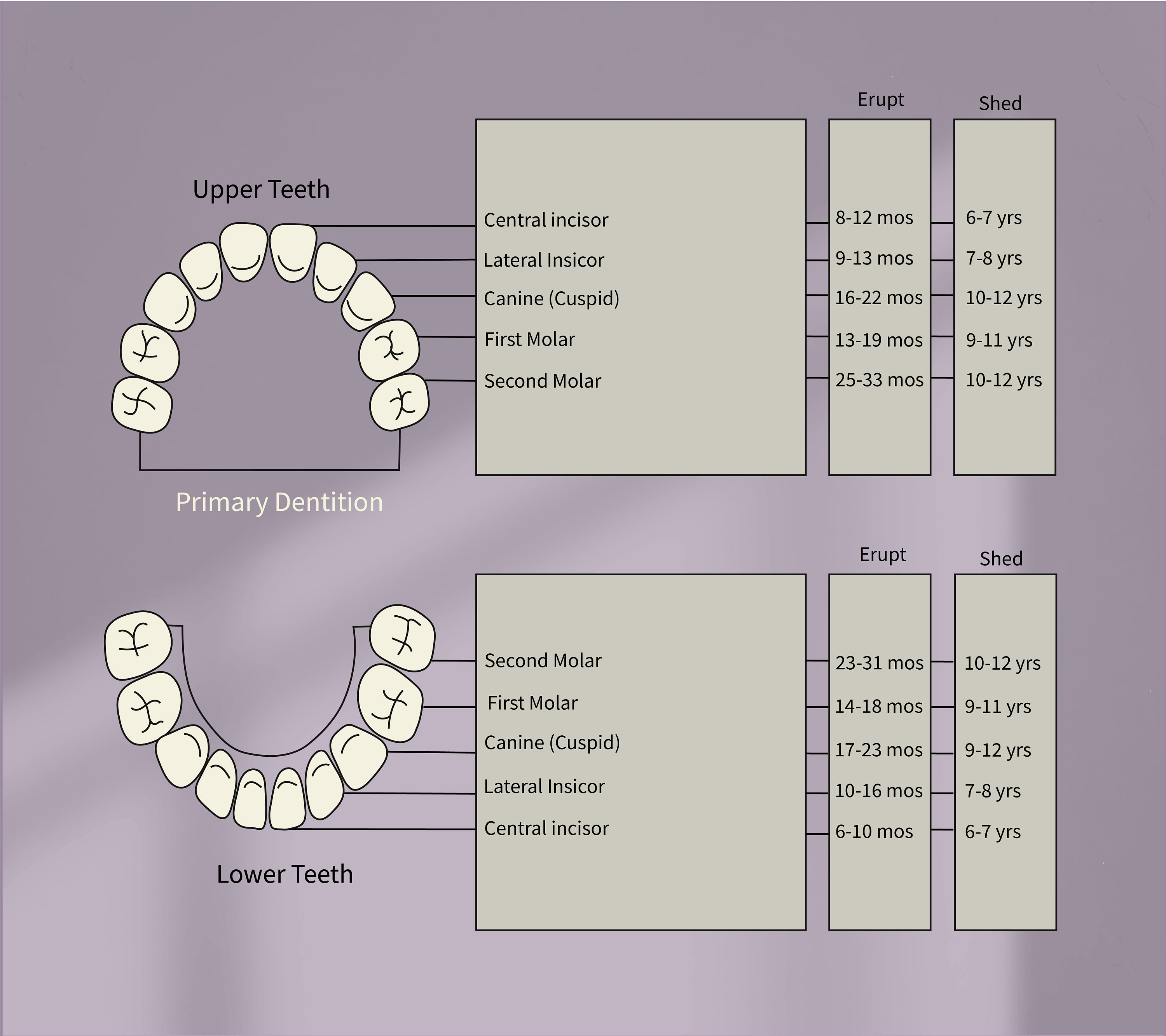 Primary Teeth Eruption Age Illustration, Teeth Png, Babytooth Shed Age ...