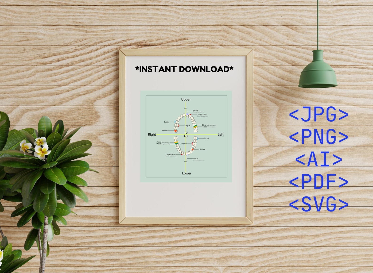 Dental Charting Guide, Teeth Parts Guide Charting, Dental Student ...