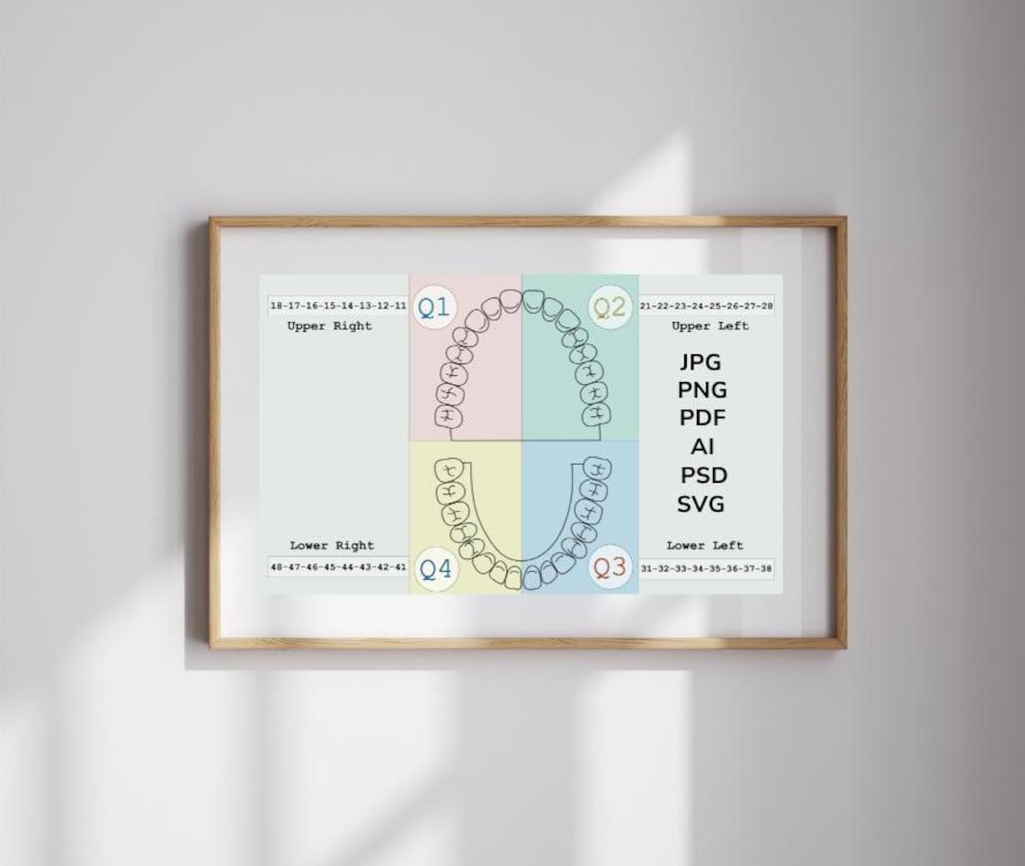 Permanent Dentition, Teeth, Tooth, Dental, Dentistry , Dentalschool ...