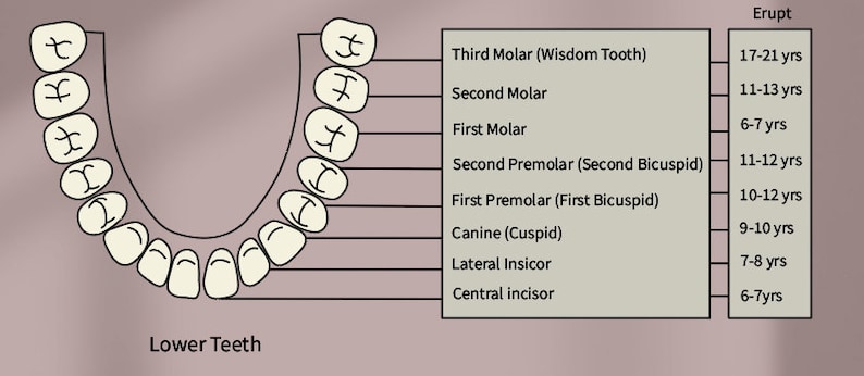 Permanent Dentition, Teeth, Tooth, Dental, Dentistry , Dentalschool ...