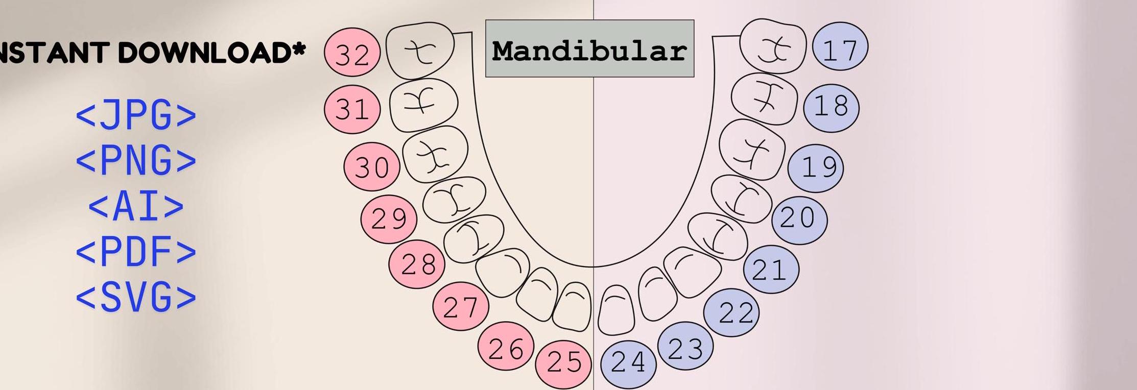Tooth Numbering System Diagram Svg Png Jpeg Ai Pdf Dental Dentistry Jaw ...