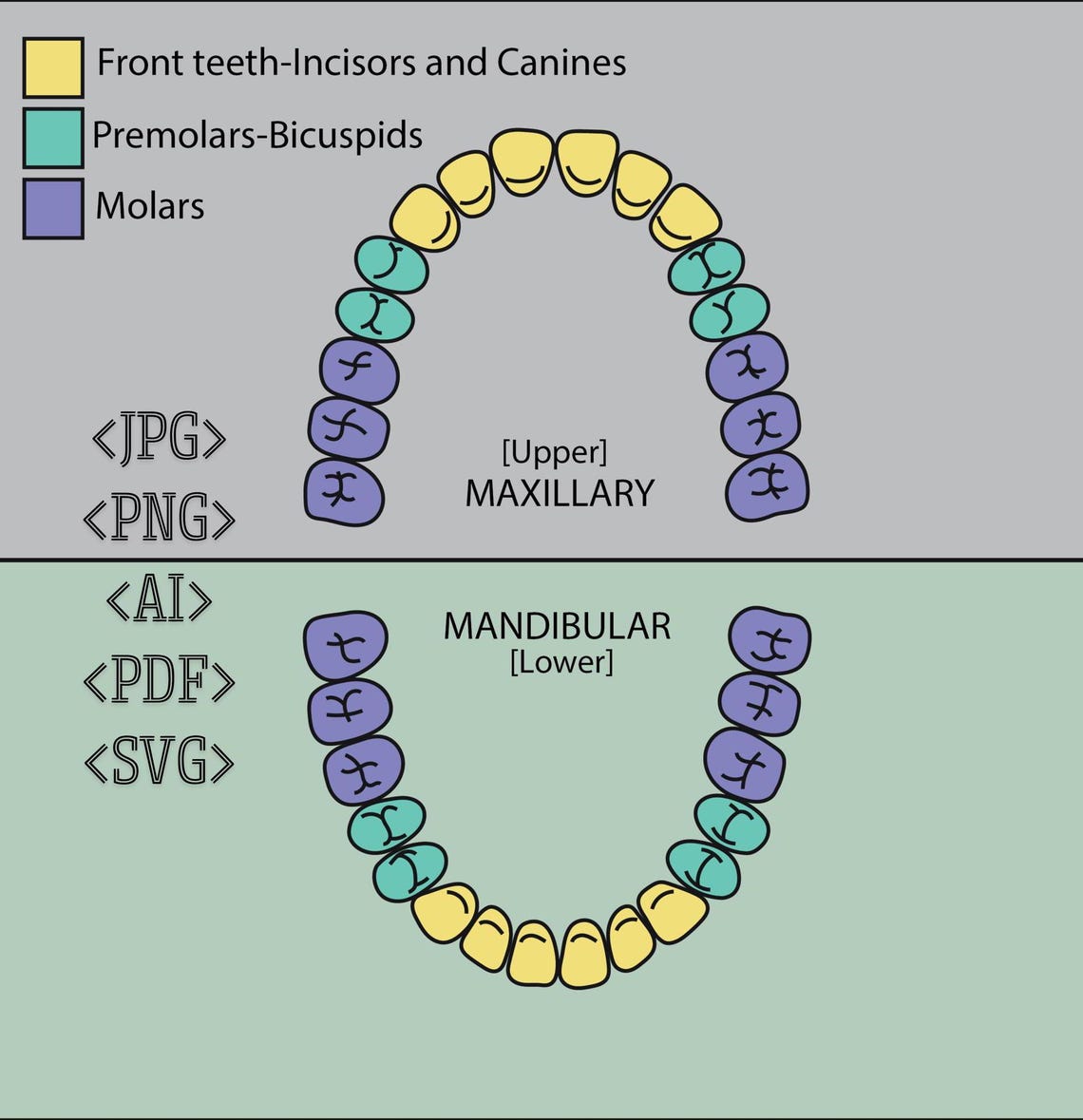 Permanent Teeth Vector Illustration | Dental Anatomy Chart Digital ...