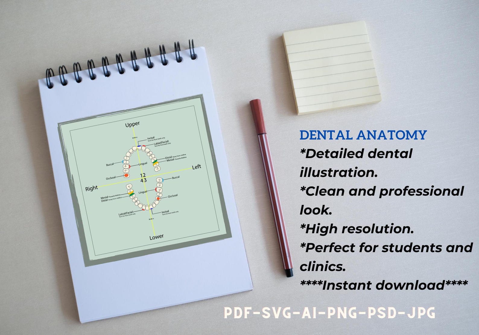 Dental Charting Guide, Teeth Parts Guide Charting, Dental Student ...