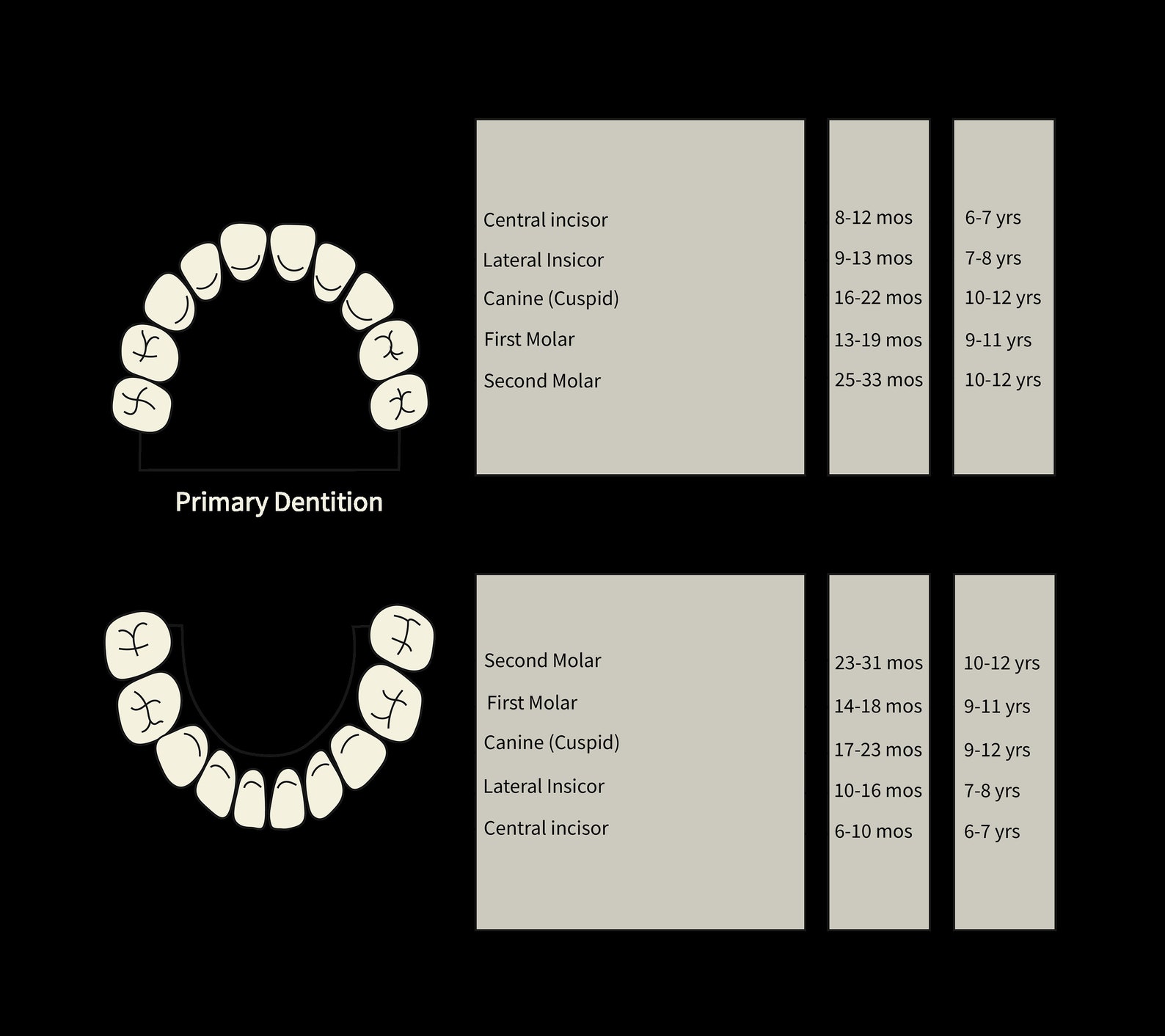 Primary Teeth Eruption Age Illustration, Teeth Png, Babytooth Shed Age ...