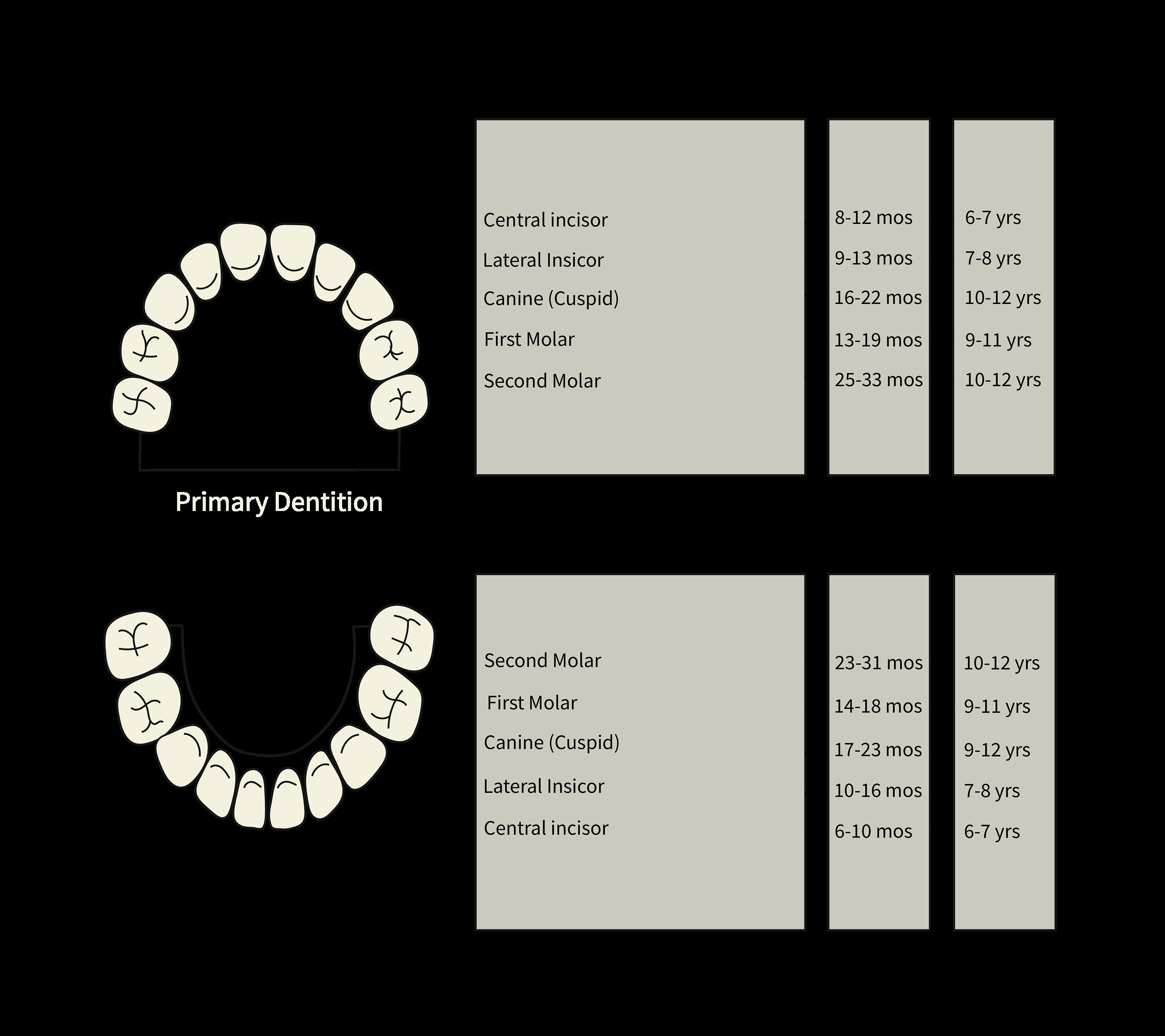 Primary Teeth Eruption Age Illustration, Teeth Png, Babytooth Shed Age ...