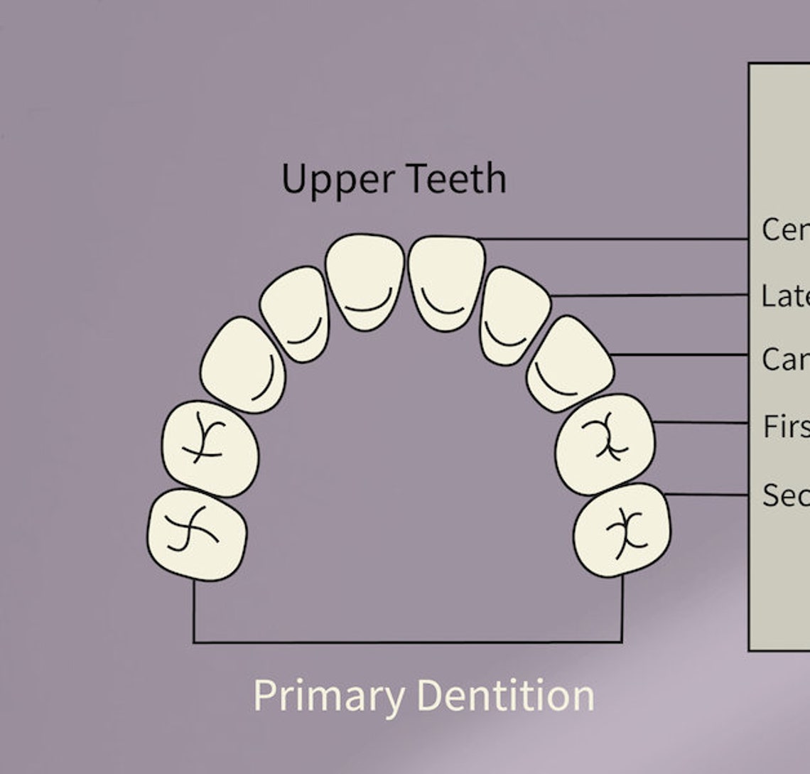 Primary Teeth Eruption Age Illustration, Teeth Png, Babytooth Shed Age ...