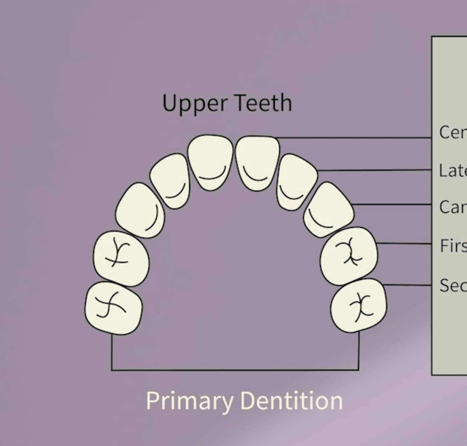 Primary Teeth Eruption Age Illustration, Teeth Png, Babytooth Shed Age ...