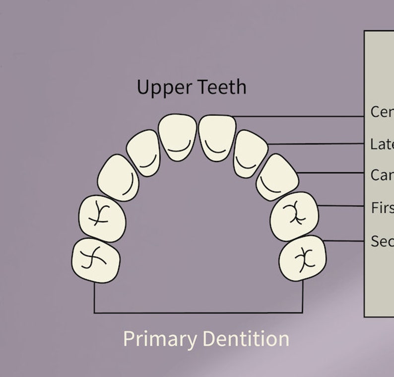 Primary Teeth Eruption Age Illustration, Teeth Png, Babytooth Shed Age ...
