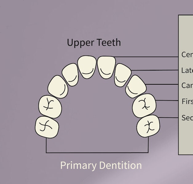 Primary Teeth Eruption Age Illustration, Teeth Png, Babytooth Shed Age ...