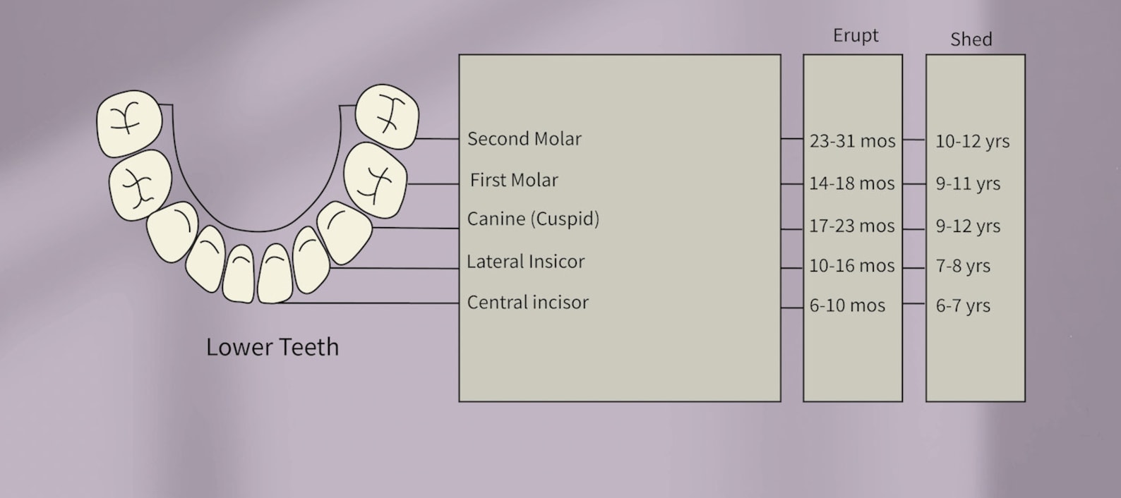 Primary Teeth Eruption Age Illustration, Teeth Png, Babytooth Shed Age ...