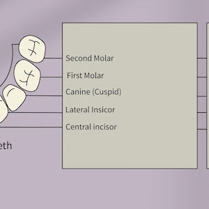 Primary Teeth Eruption Age Illustration, Teeth Png, Babytooth Shed Age ...