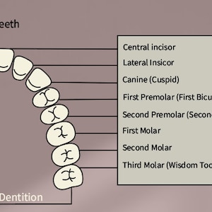 Permanent Dentition, Teeth, Tooth, Dental, Dentistry , Dentalschool ...