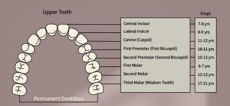 Permanent Dentition, Teeth, Tooth, Dental, Dentistry , Dentalschool ...