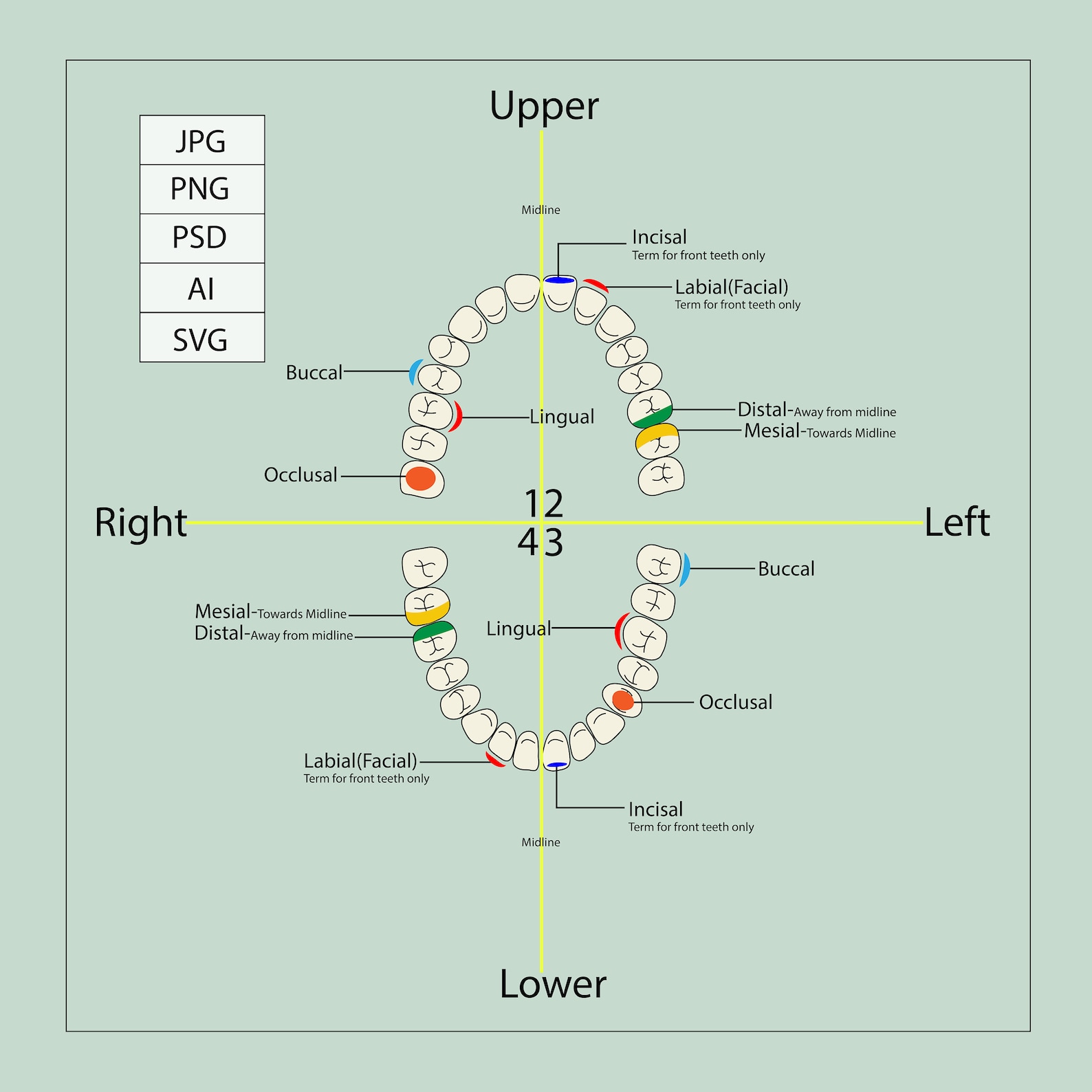 Dental Charting Guide, Teeth Parts Guide Charting, Dental Student ...