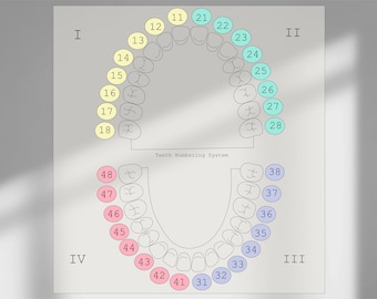 Tooth Numbering Diagrams - Etsy Singapore
