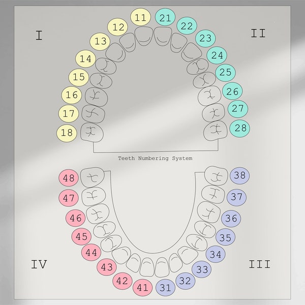 Tooth Numbering Prints - Etsy