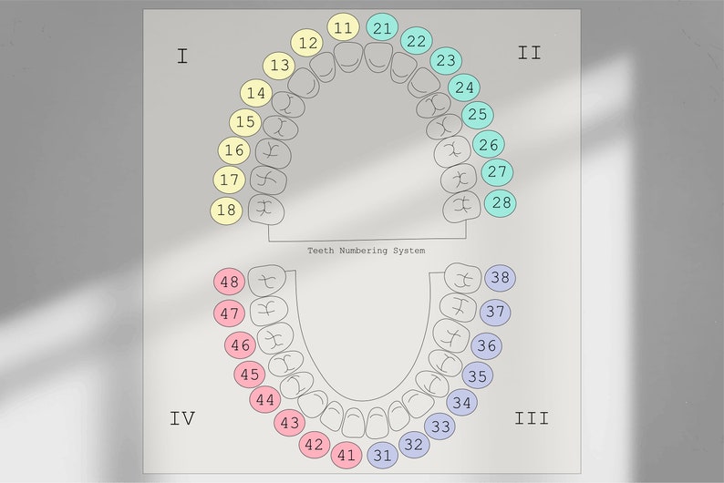 Teeth Numbering System Vector Illustration in Png, Svg, Pdf, AI, Prints ...
