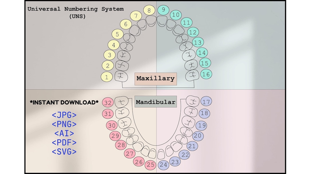 Universal Tooth Numbering System Chart