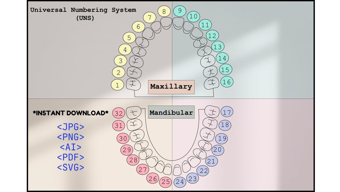Tooth Numbering System Diagram Svg Png Jpeg Ai Pdf Dental Dentistry Jaw ...