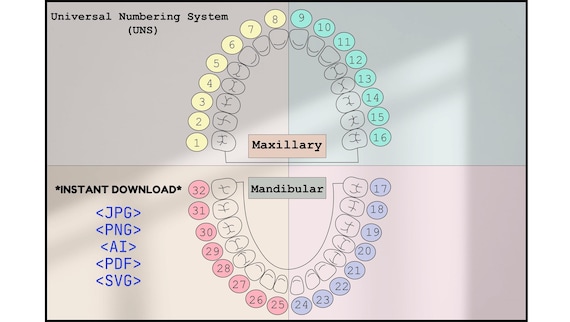 Diagram Of The Tooth Numbering System