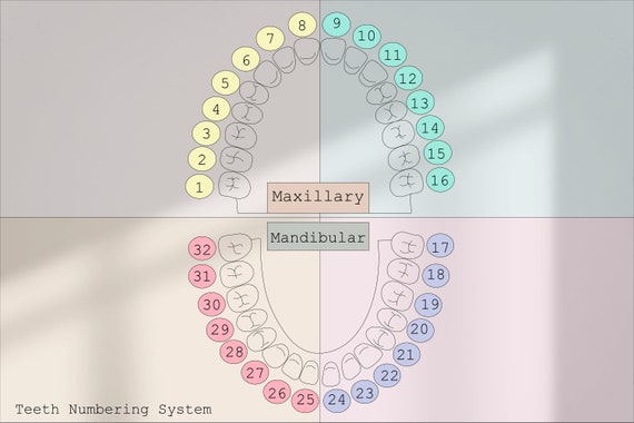 Tooth Numbering System Diagram Svg Png Jpeg Ai Pdf Dental | Etsy Ireland
