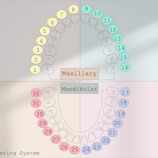 Tooth numbering art - Etsy Nederland