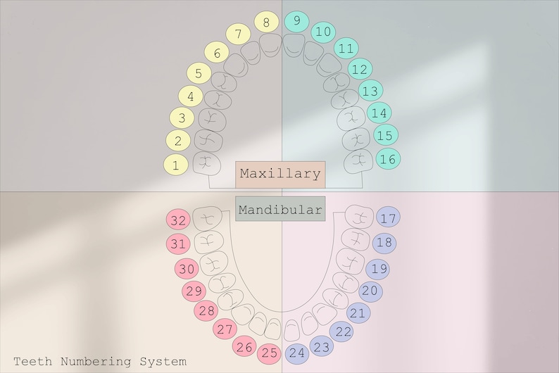 Tooth Numbering System Diagram Svg Png Jpeg Ai Pdf Dental Dentistry Jaw ...