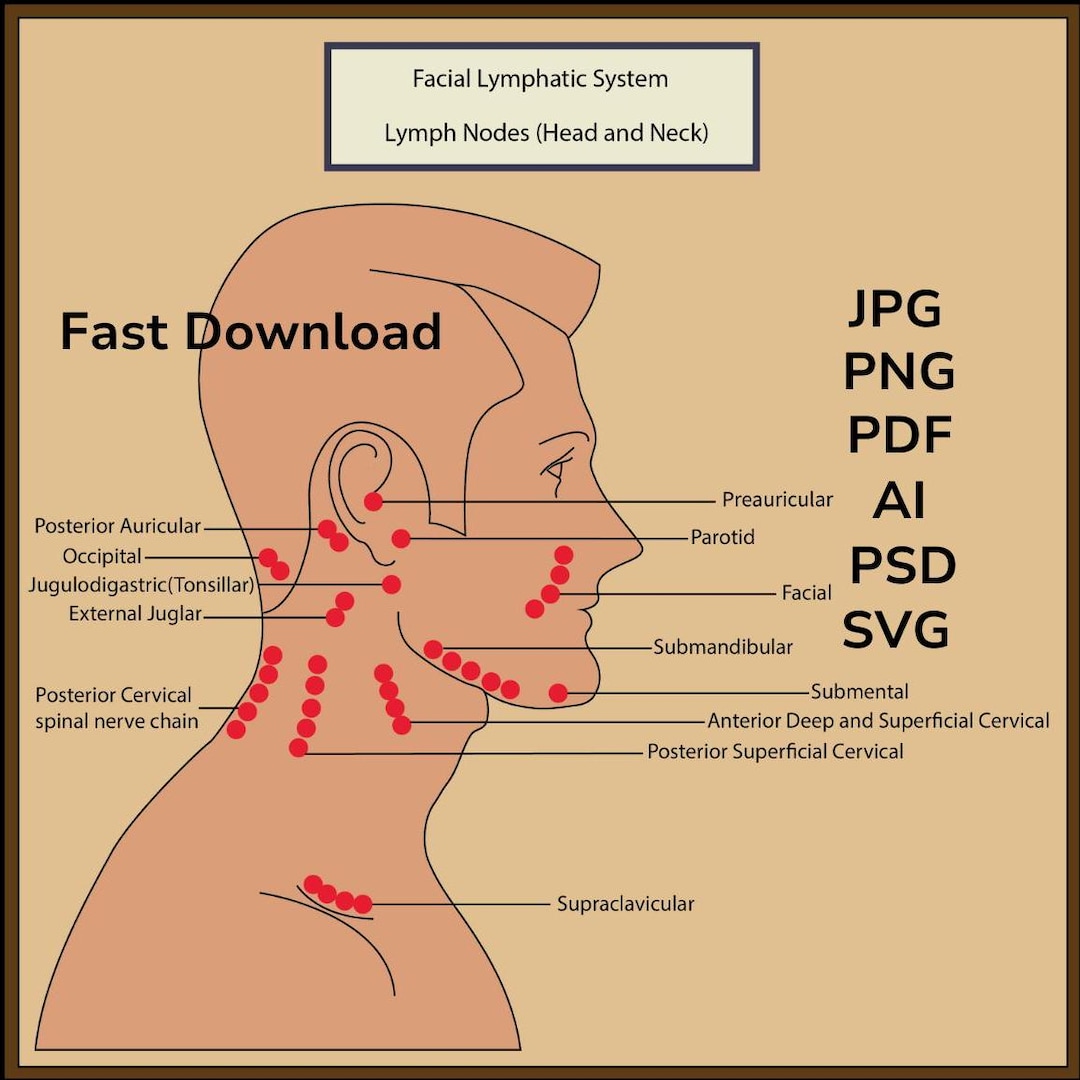 Face Lymph Nodes, Neck Lymphatic System, Anatomy Vector Design, Dental Illustration, Dental ...