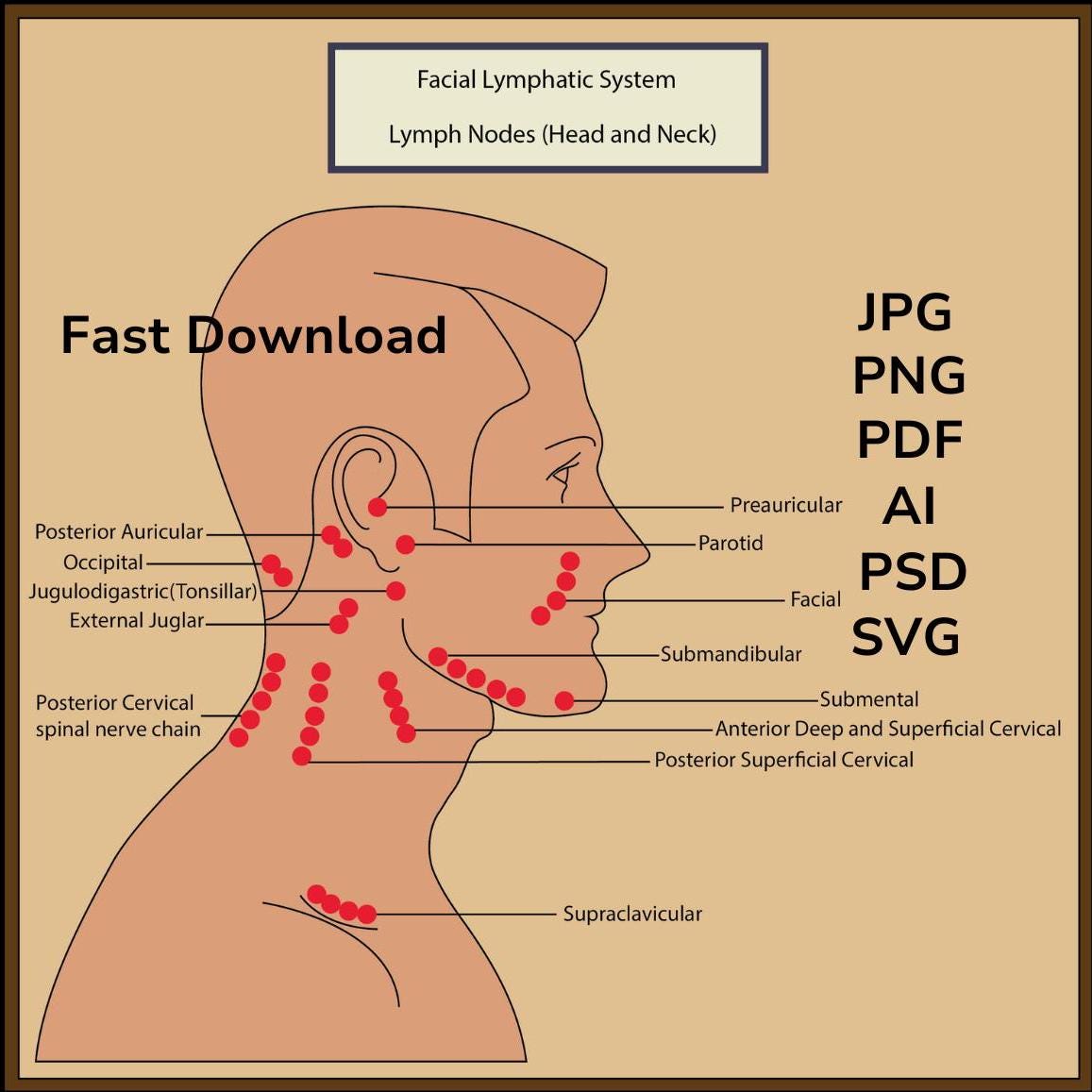 Face Lymph Nodes, Neck Lymphatic System, Anatomy Vector Design, Dental ...