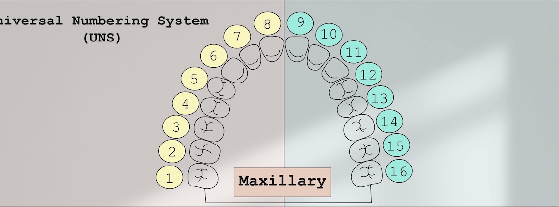 Zahn Nummerierung System Diagramm svg png jpeg ai pdf Zahnmedizin ...