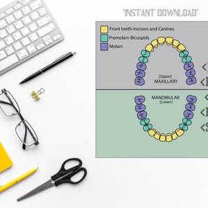 Permanent Teeth Vector Illustration | Dental Anatomy Chart Digital ...