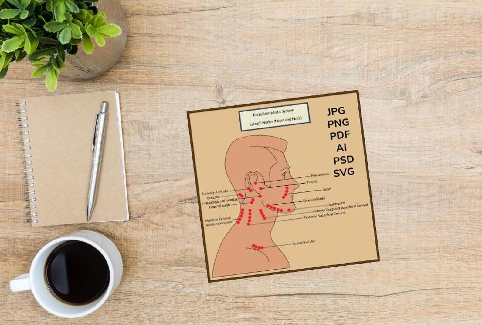 Face Lymph Nodes, Neck Lymphatic System, Anatomy Vector Design, Dental ...