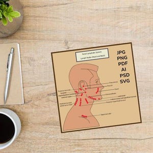 Face Lymph Nodes, Neck Lymphatic System, Anatomy Vector Design, Dental ...