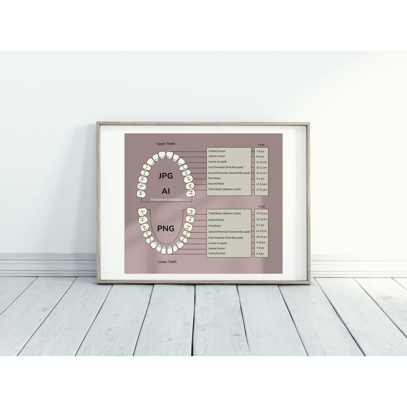 Permanent Dentition, Teeth, Tooth, Dental, Dentistry , Dentalschool ...