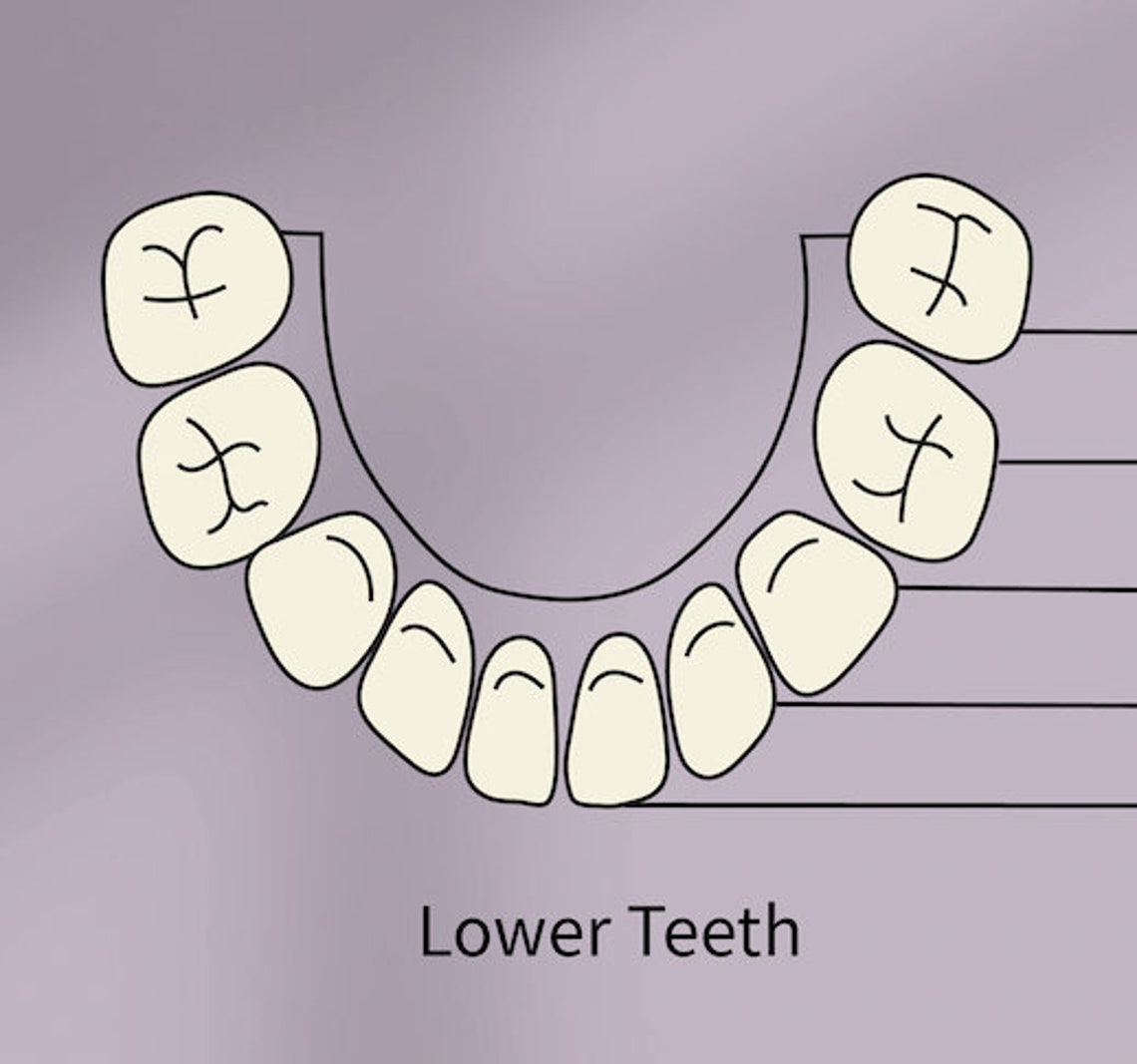 Primary Teeth Eruption Age Illustration, Teeth Png, Babytooth Shed Age ...