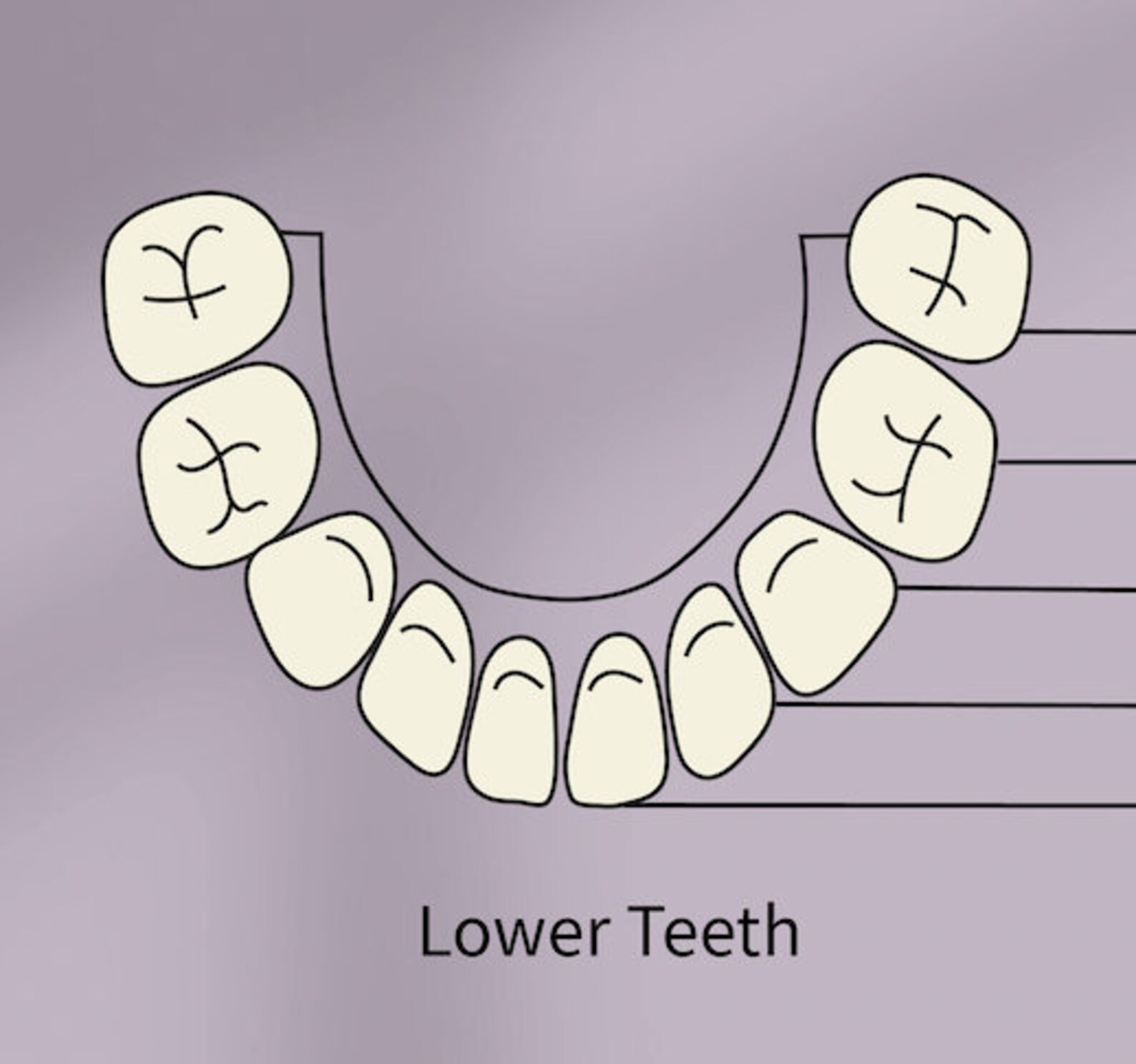 Primary Teeth Eruption Age Illustration, Teeth Png, Babytooth Shed Age ...