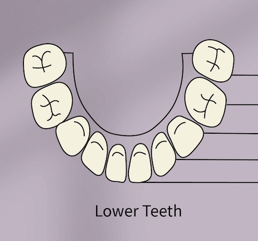 Primary Teeth Eruption Age Illustration, Teeth Png, Babytooth Shed Age ...