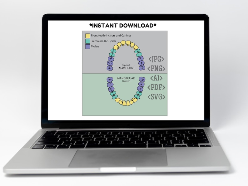 Permanent Teeth Vector Illustration | Dental Anatomy Chart Digital ...