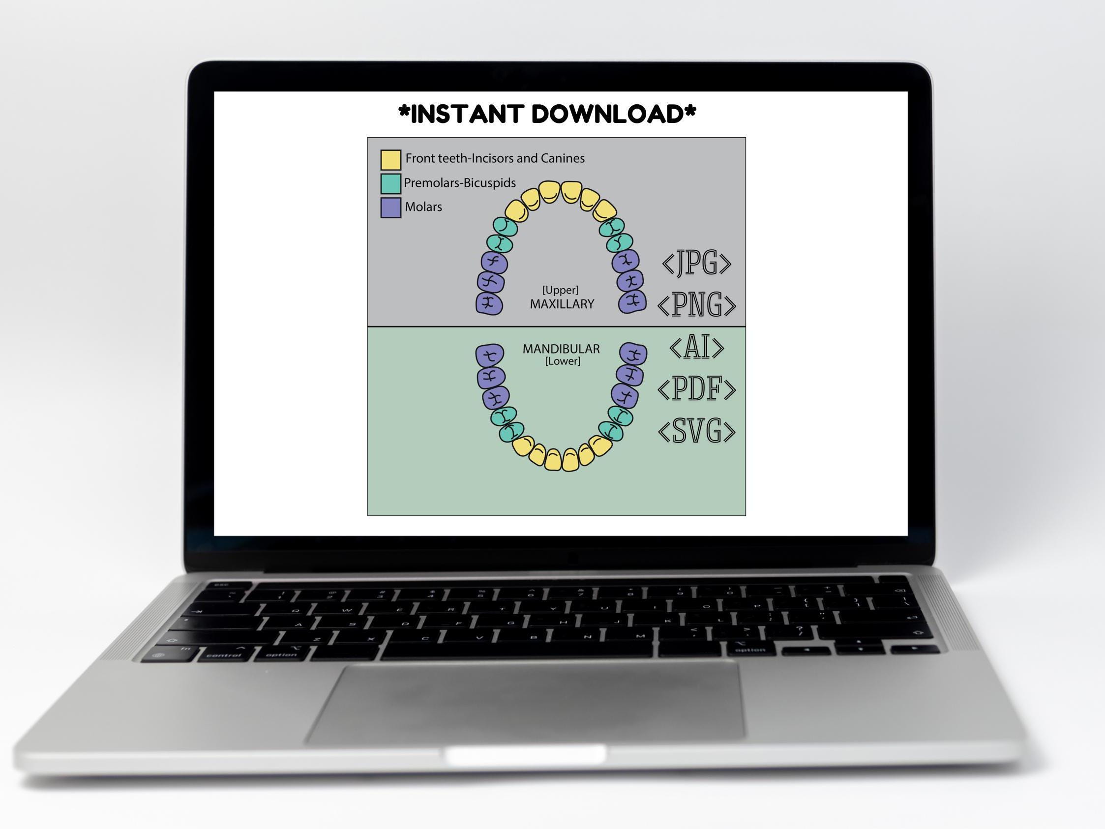 Permanent Teeth Vector Illustration | Dental Anatomy Chart Digital ...
