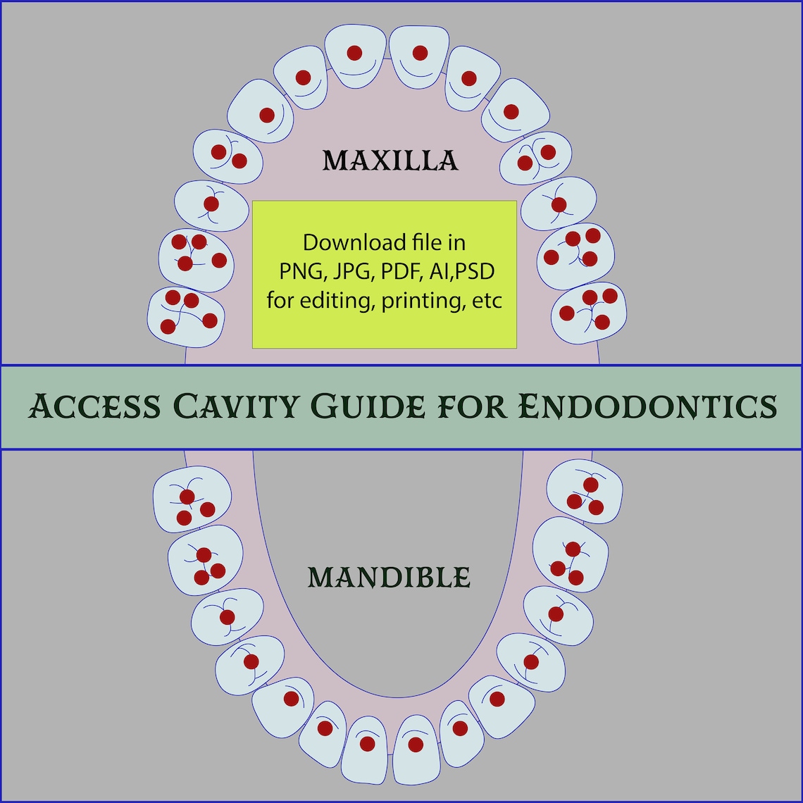 Dental Charting Guide, Teeth Parts Guide Charting, Dental Student Study ...