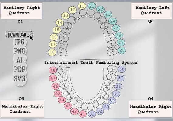 For Dental Teeth Numbering System